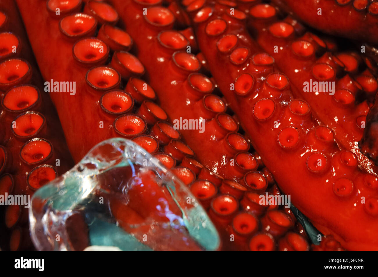 cold fish cool smooth slippery octopus ice cube tentacular intensely ...