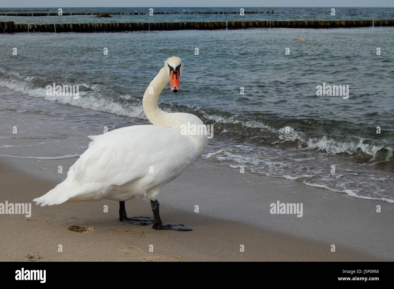 a swan on the beach Stock Photo - Alamy