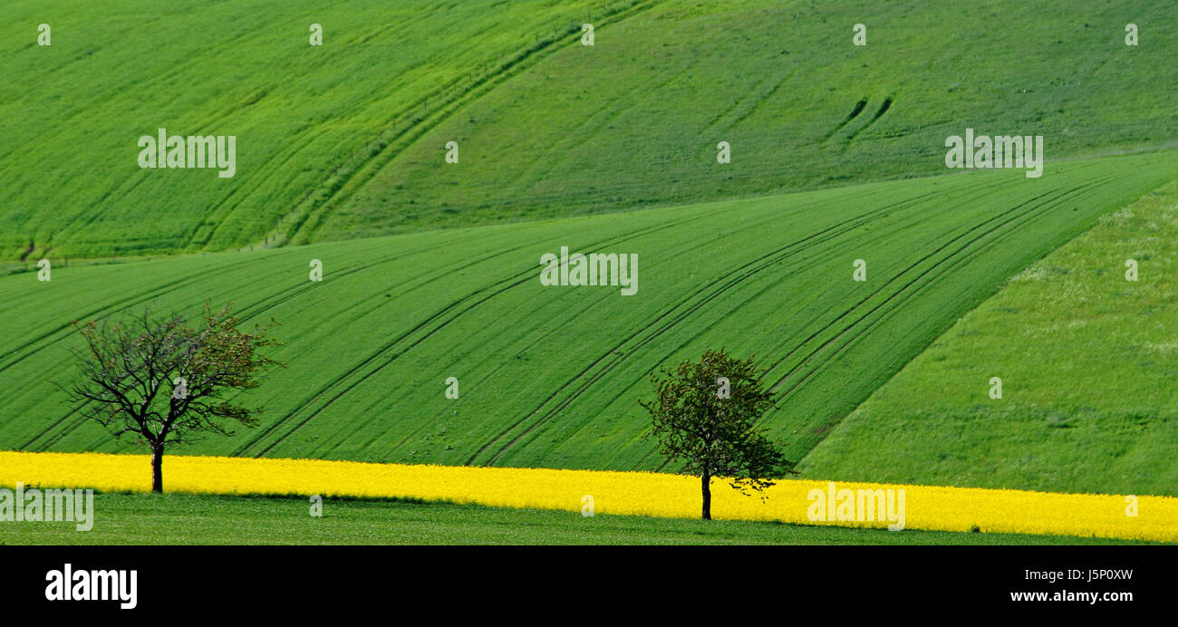 tree trees leaves field alone lonely tree trees green leaves coleseed ...