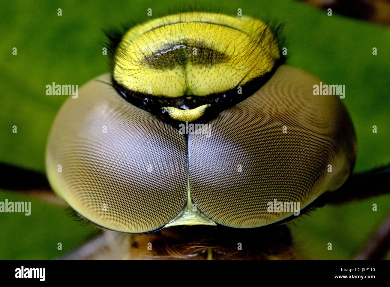 1000 eyes hi-res stock photography and images - Alamy