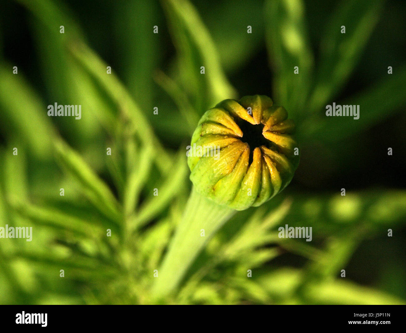 shine shines bright lucent light serene luminous flower plant green ...