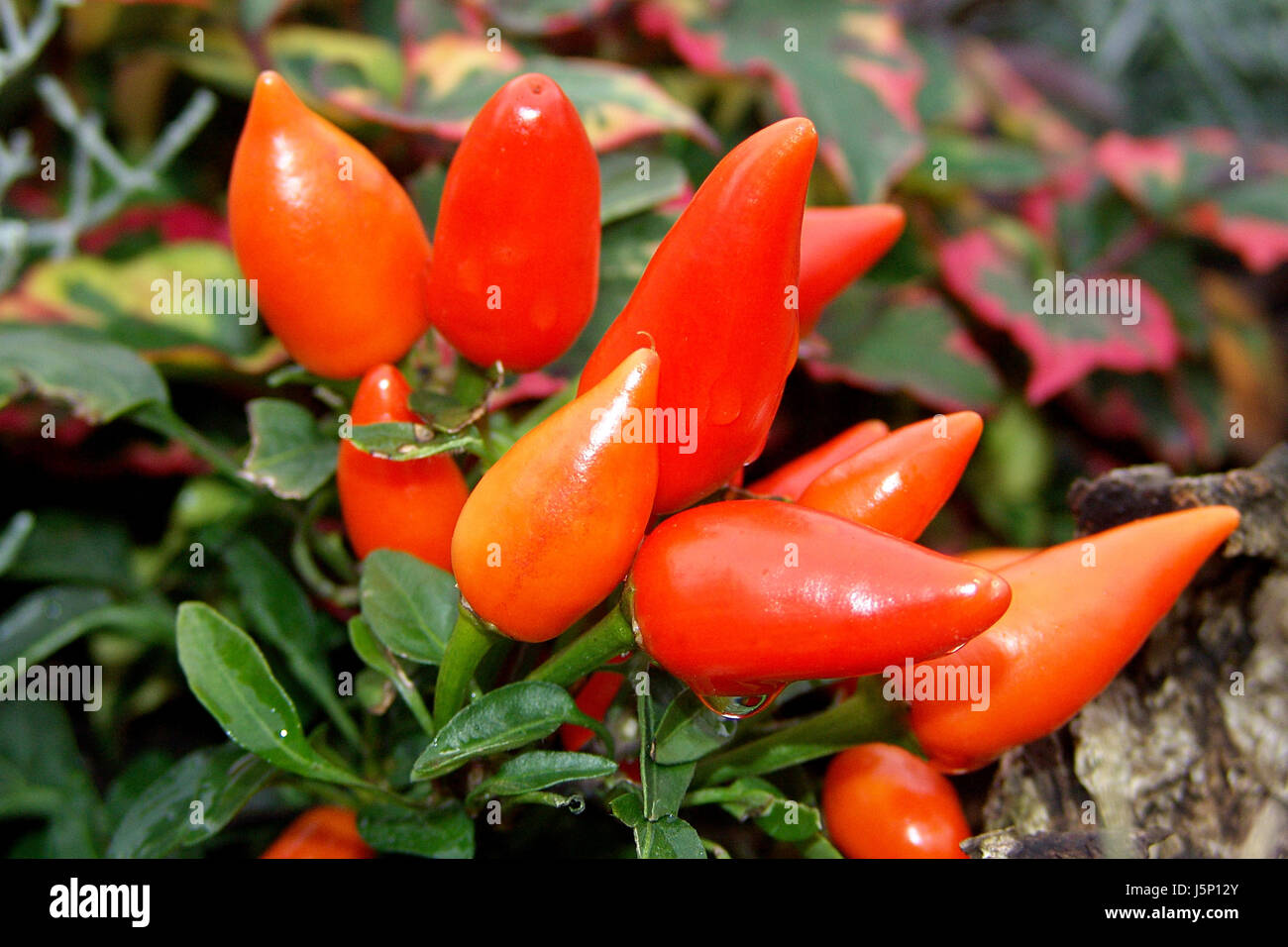 ornamental pepper,capsicum annuum Stock Photo - Alamy