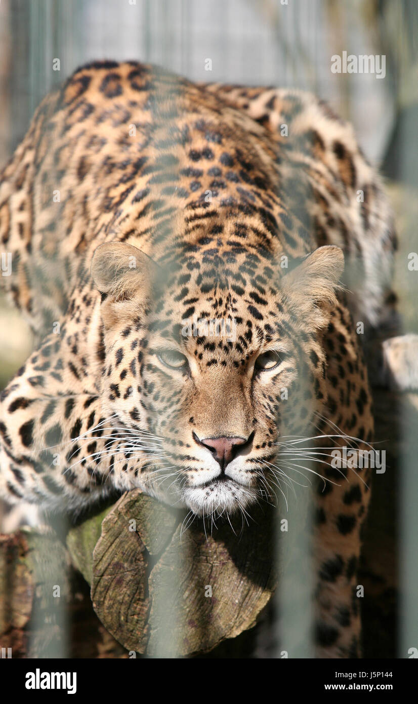 mammal animals big cat feline predator lie lying lies skin predator ...