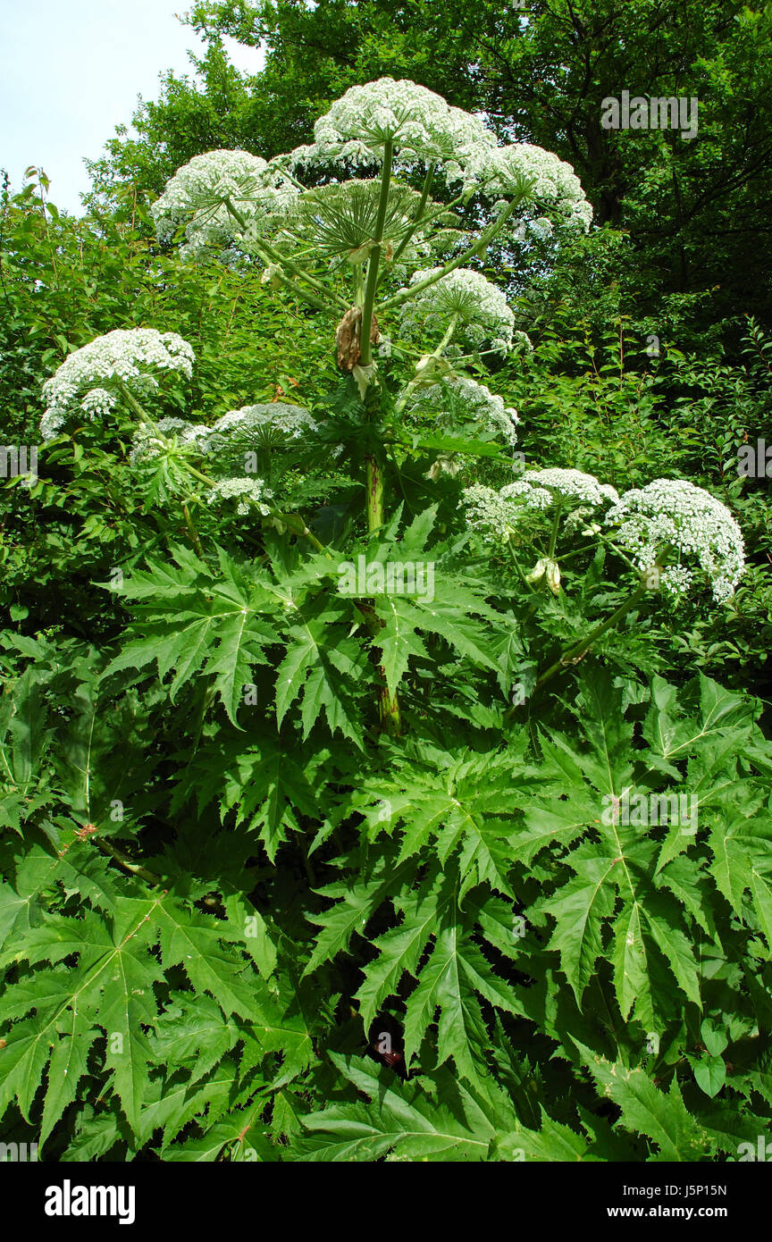 danger flower plant flora weed portrait format shrub colossuses allergy ...