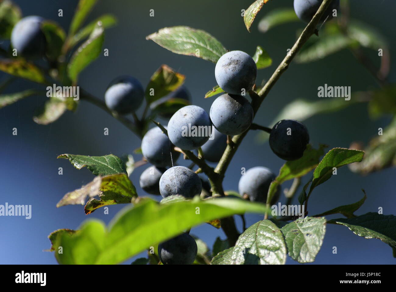 blue tree fruit bush blachthorn sloe complete perfect schlehenfrucht ...