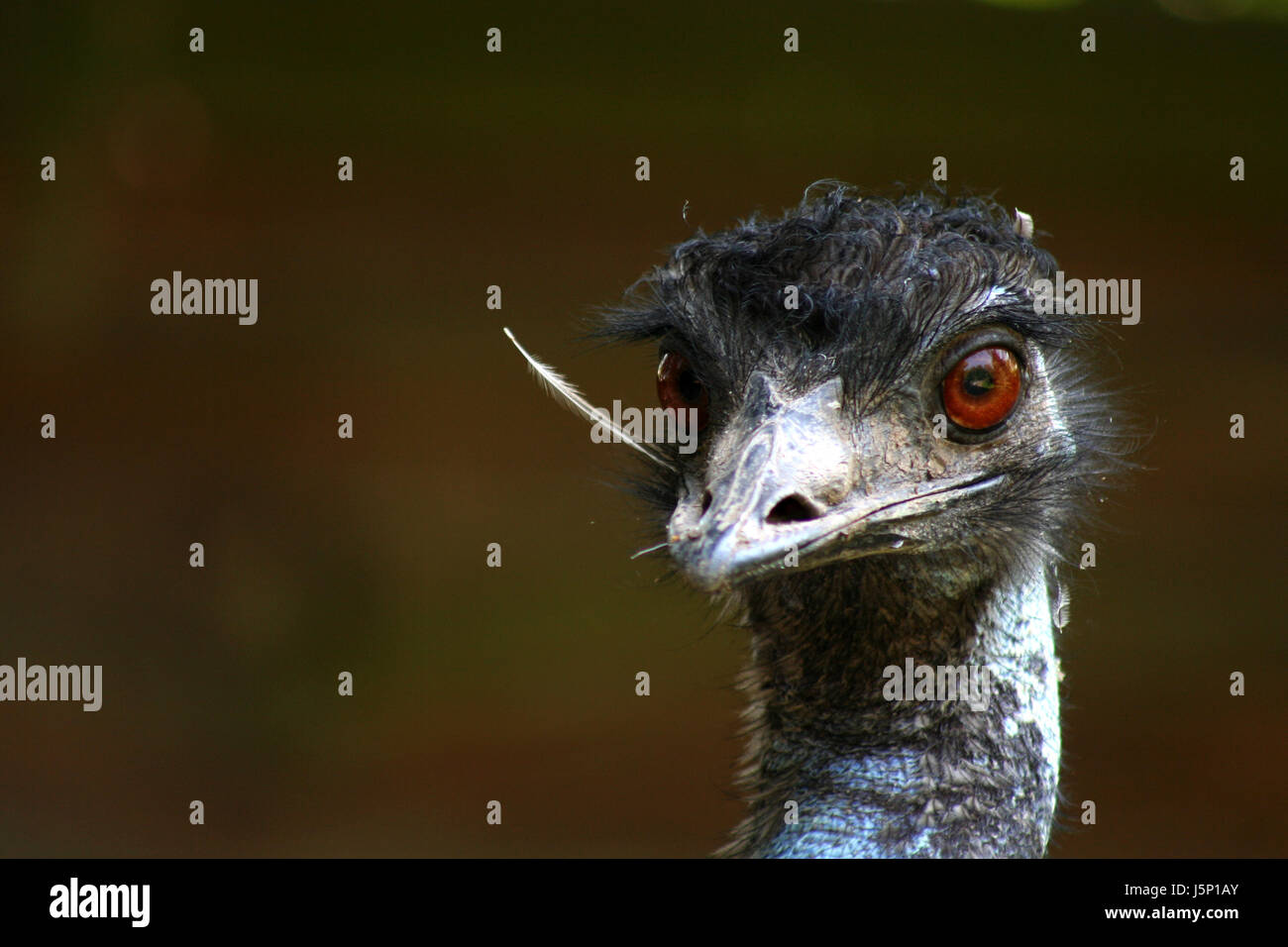 animal bird portrait birds eyes look glancing see view looking peeking ...