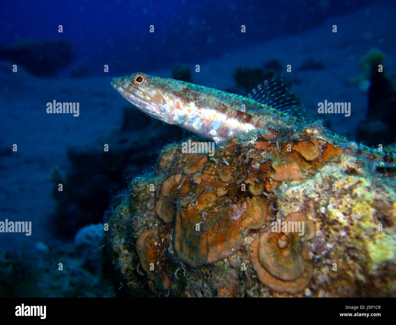 animal ground soil earth humus animals fish lie lying lies underwater ...