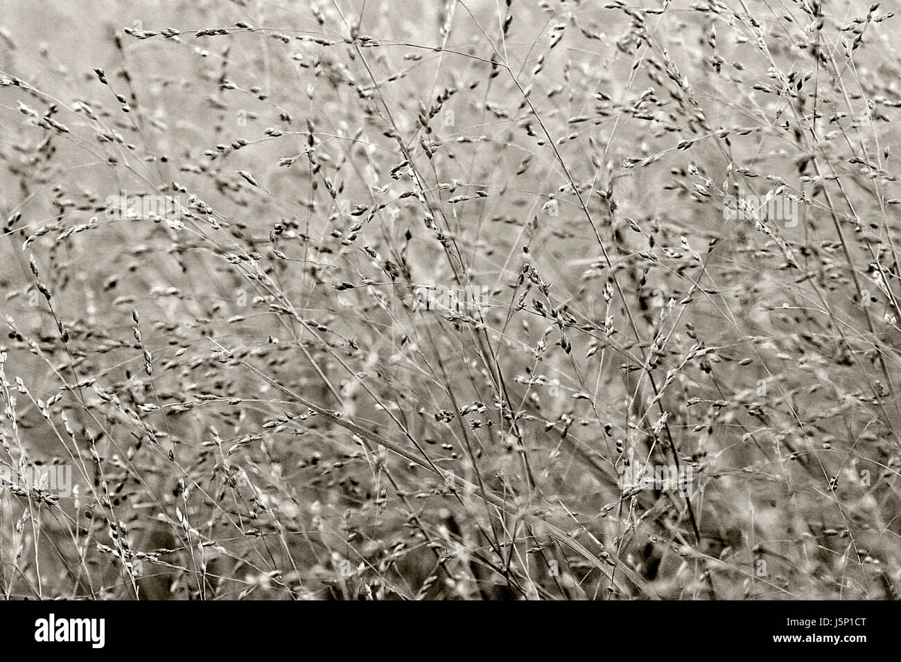 plant bw botany soft grasses dream mild blades blades of grass blade of ...