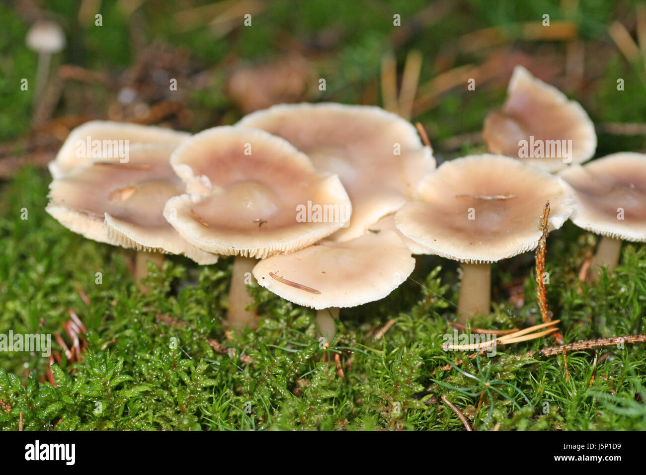Velvet foot hi-res stock photography and images - Alamy