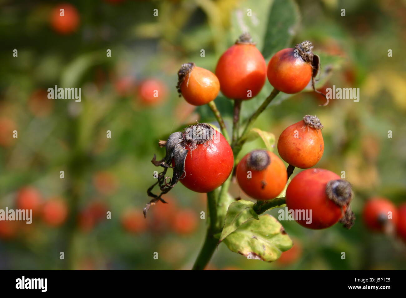 tea flower rose plant green field fruit haws haw means agent medicine ...
