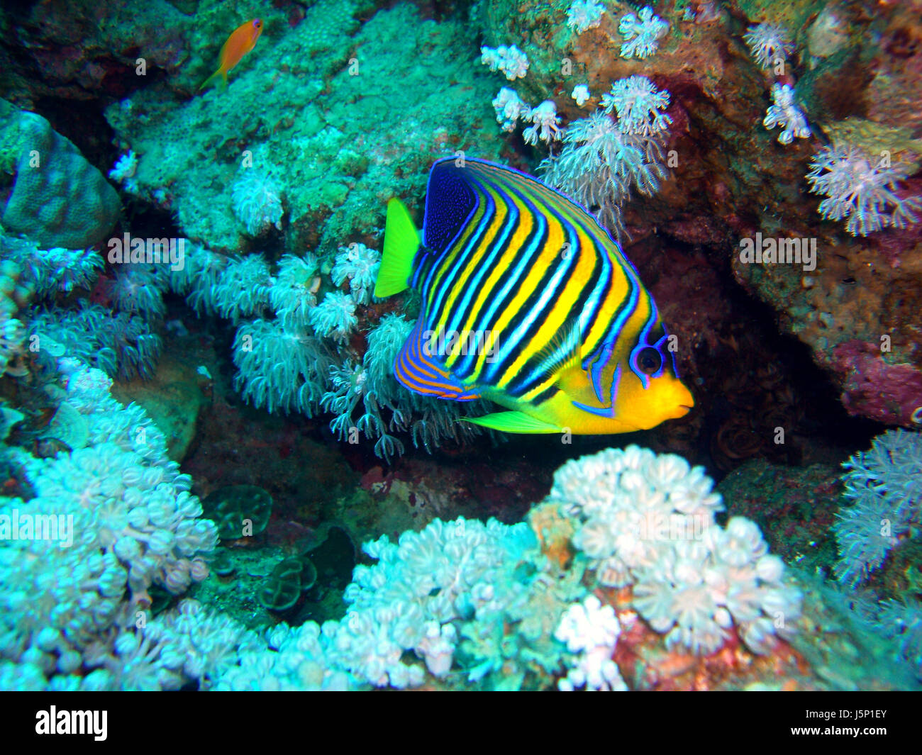 King angelfish hi-res stock photography and images - Alamy