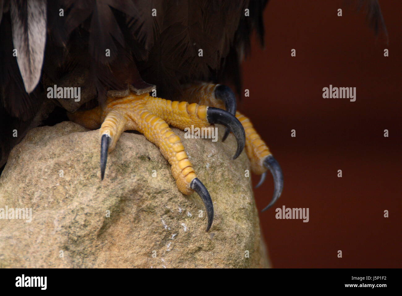 legs stone animal bird birds raptor rock feathers feathering claws ...