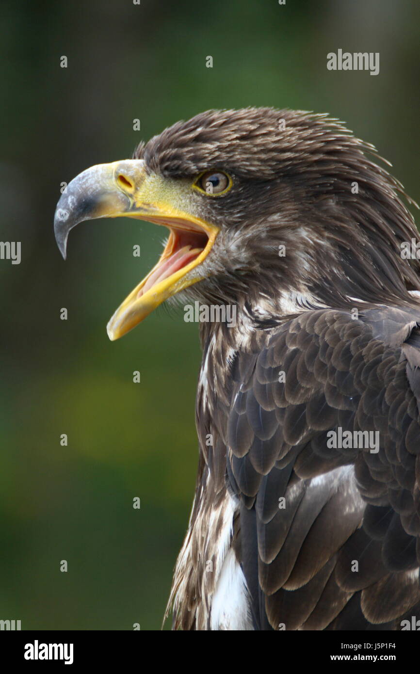 animal bird birds eyes raptor usa look glancing see view looking ...