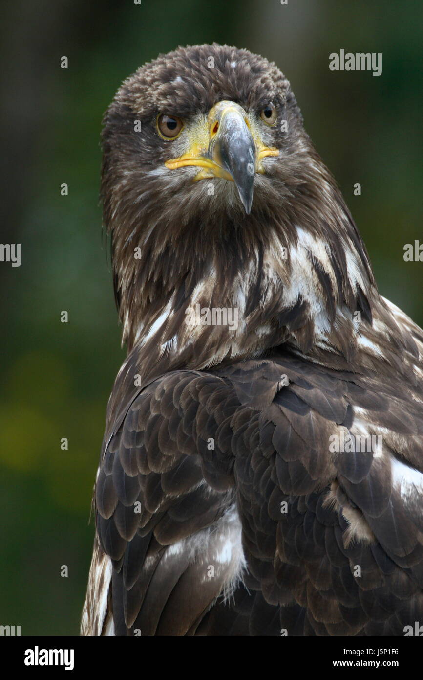 animal bird birds eyes raptor usa look glancing see view looking ...