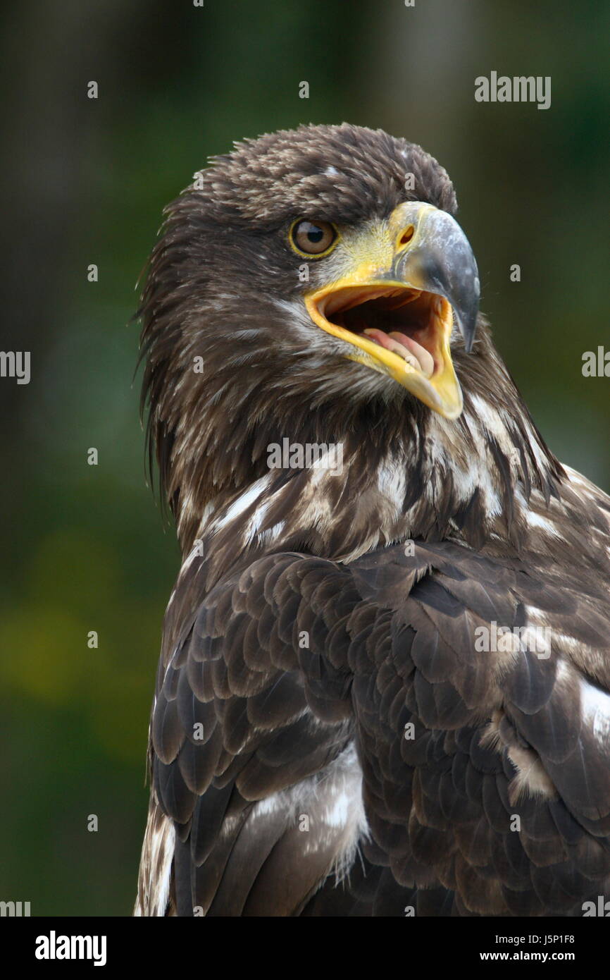 young bald eagle iv Stock Photo - Alamy