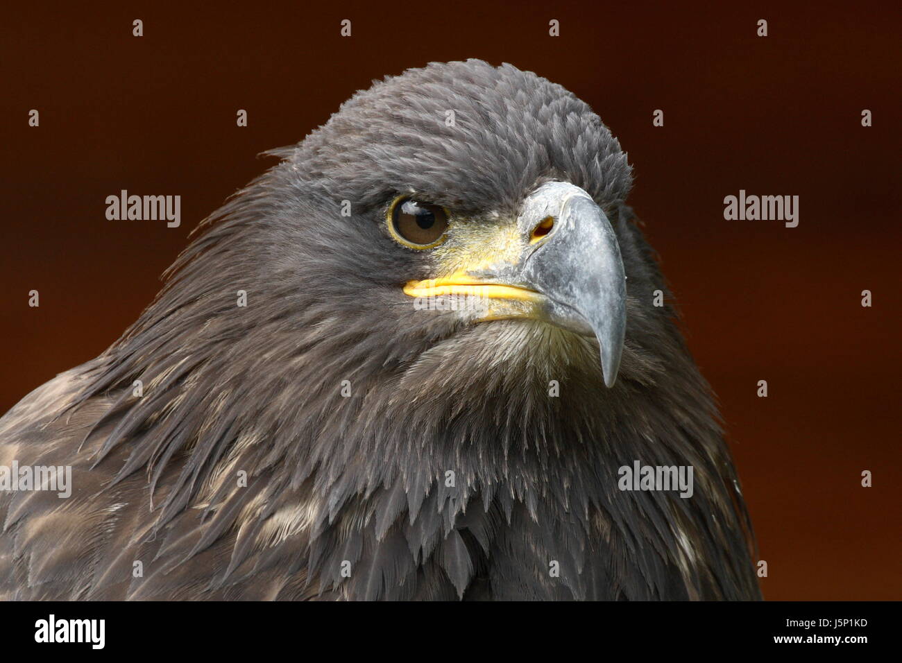 animal bird birds eyes raptor look glancing see view looking peeking ...