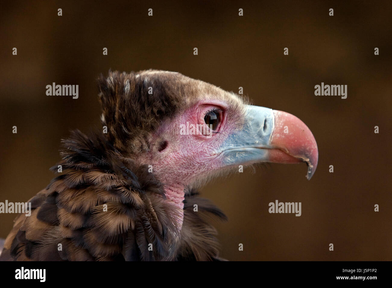 portrait raptor birds of prey beak vulture scavenger beaks balkans head ...