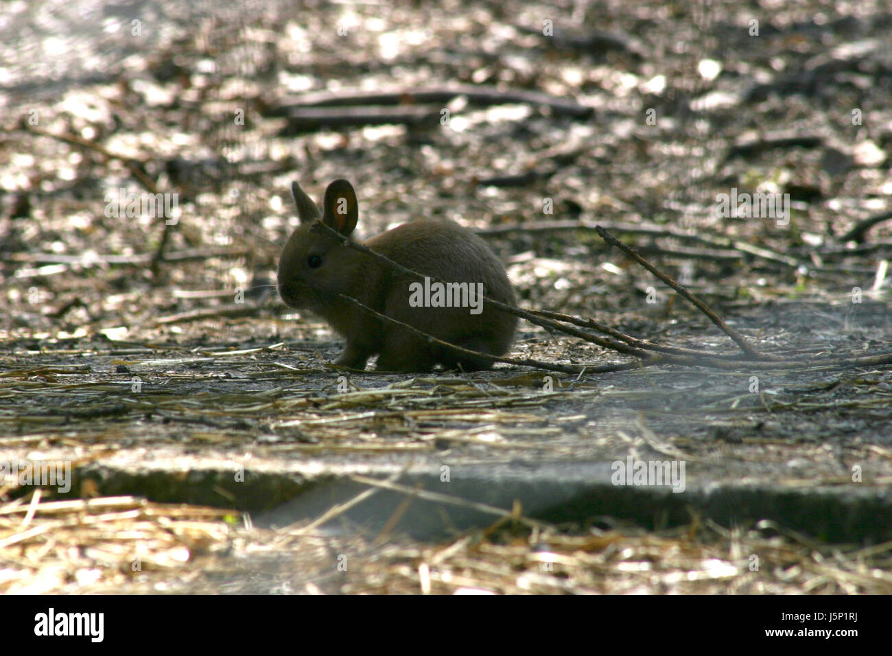 Short hare hi-res stock photography and images - Alamy