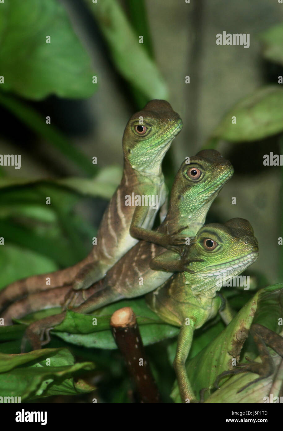 tree plant reptile green saurian three terrarium reptiles group babies ...