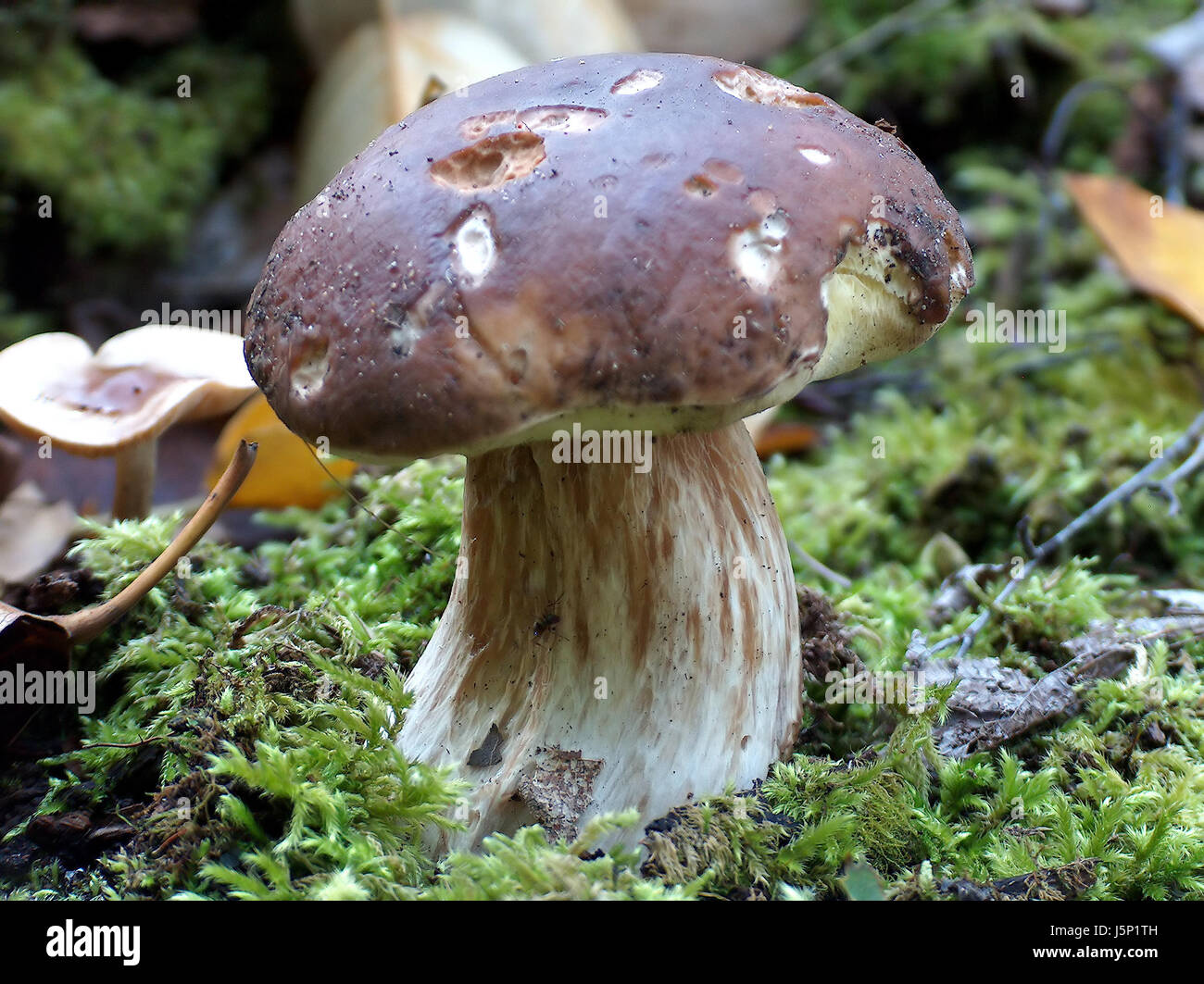 my most beautiful cep Stock Photo - Alamy