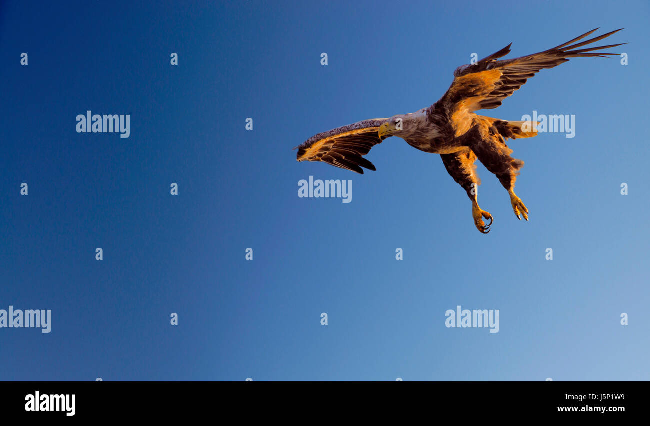 Razor Beaks High Resolution Stock Photography and Images - Alamy