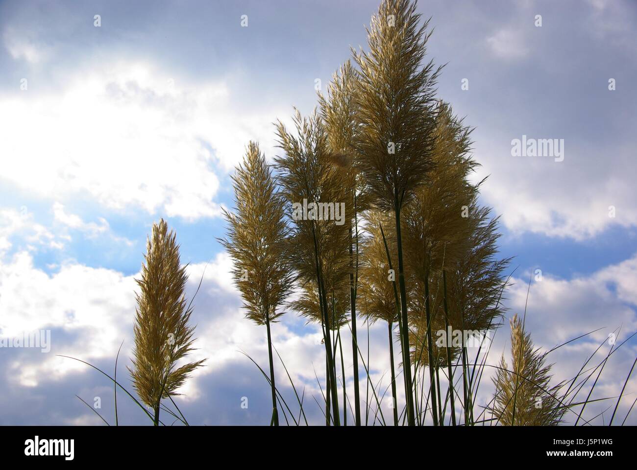 garden cloud bush decorative plant gardens pampas bunch decoration ...