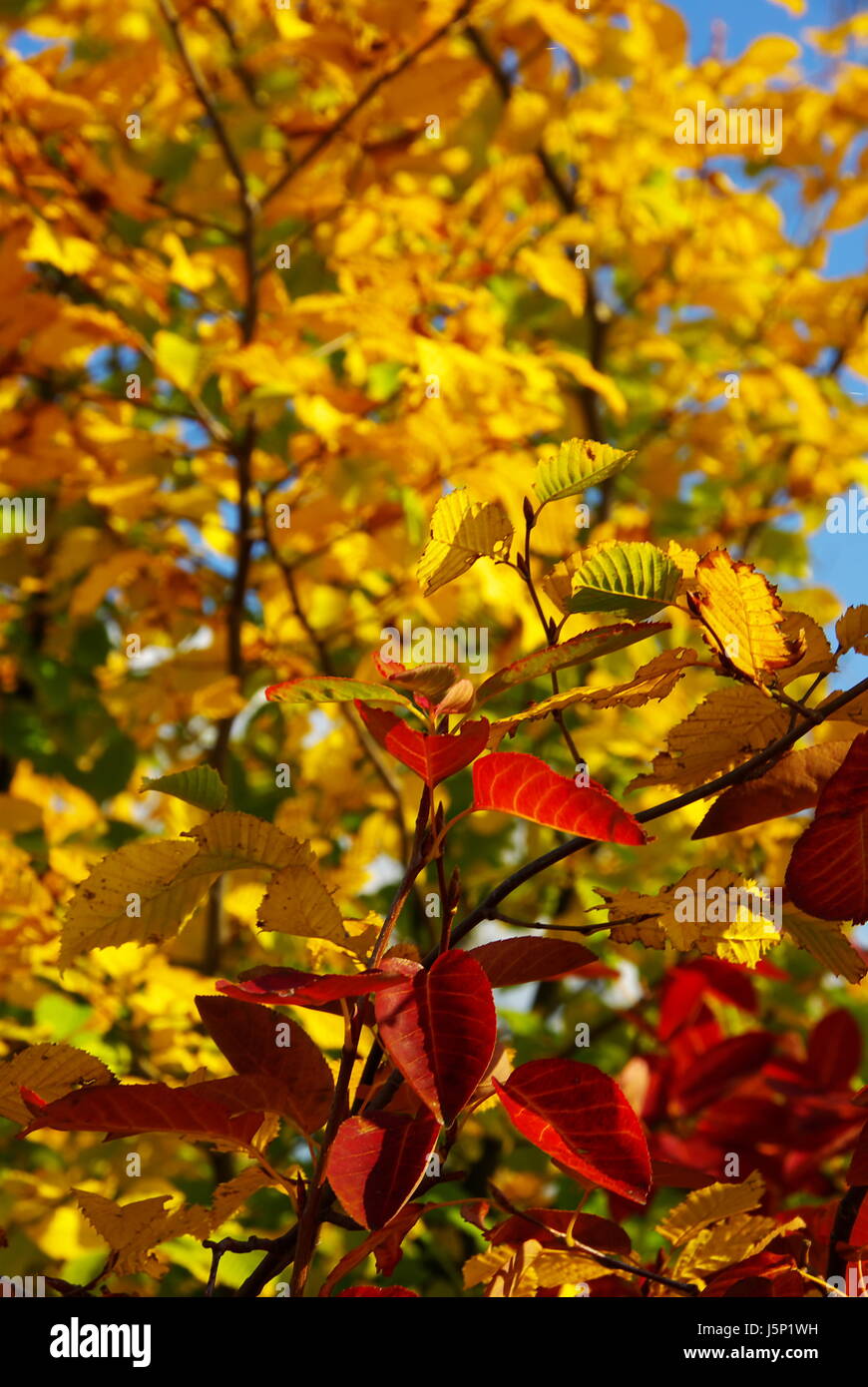 leaf colour tree green coloured colourful gorgeous multifarious richly ...