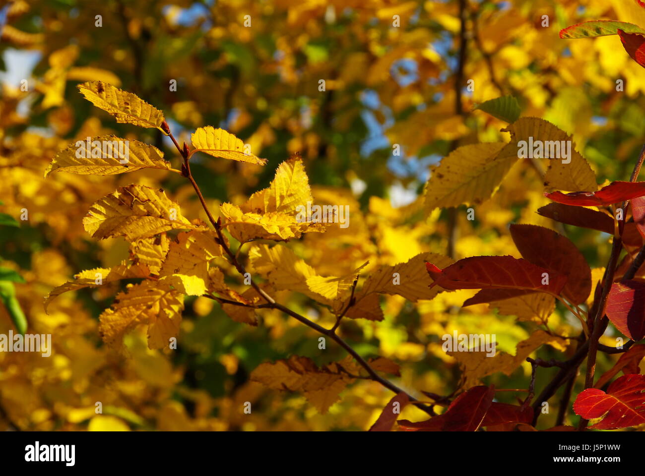 leaf colour tree green coloured colourful gorgeous multifarious richly ...
