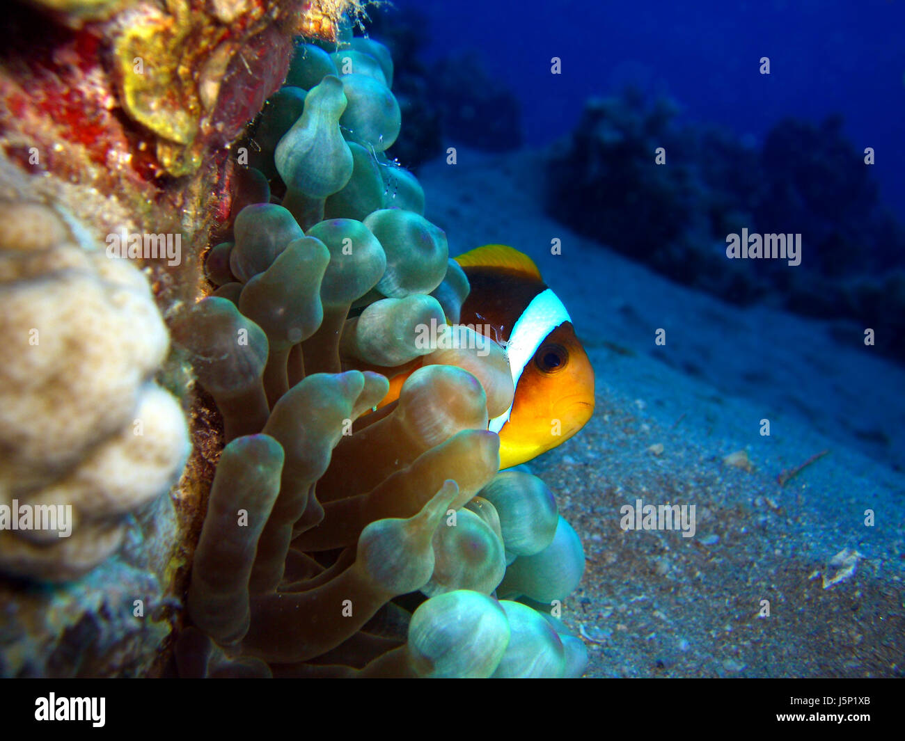 blue green fish underwater egypt under dive one a clown fish nemo ...