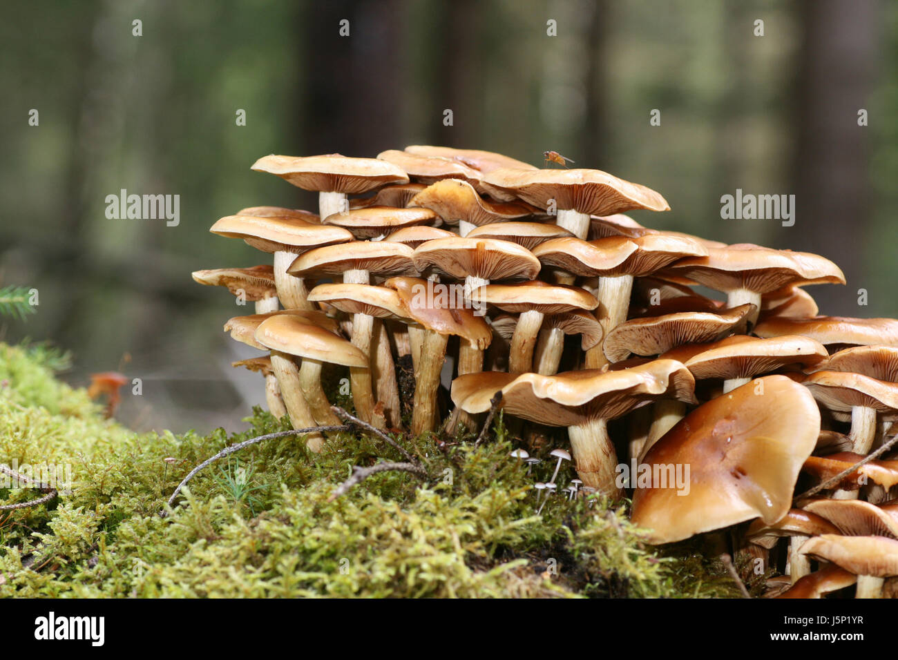 wood moss mushrooms snag mushroom fungus blunt sponges mossy bunch stem ...