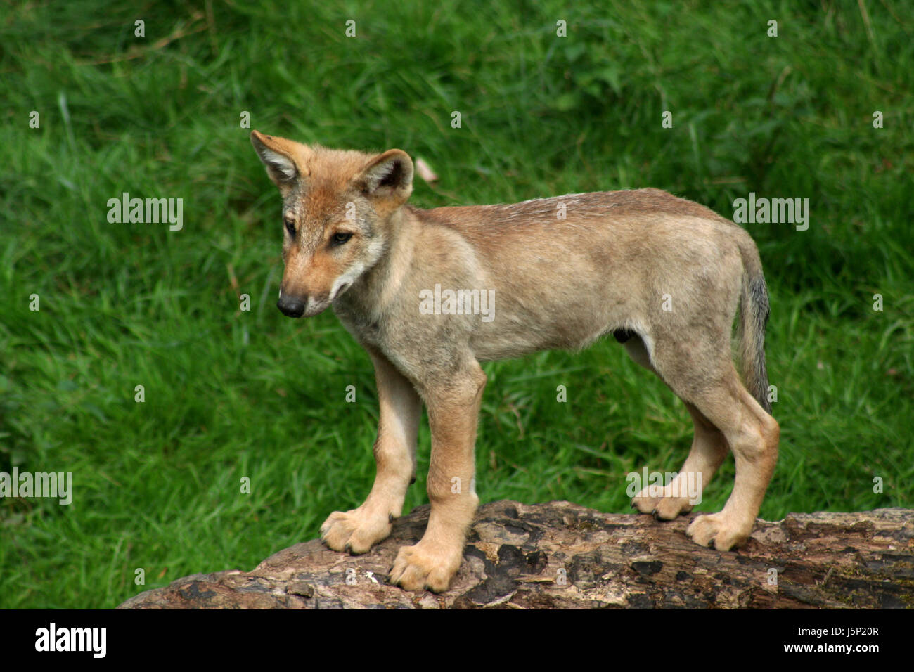 mammal curious nosey nosy watchful small tiny little short dog careful ...