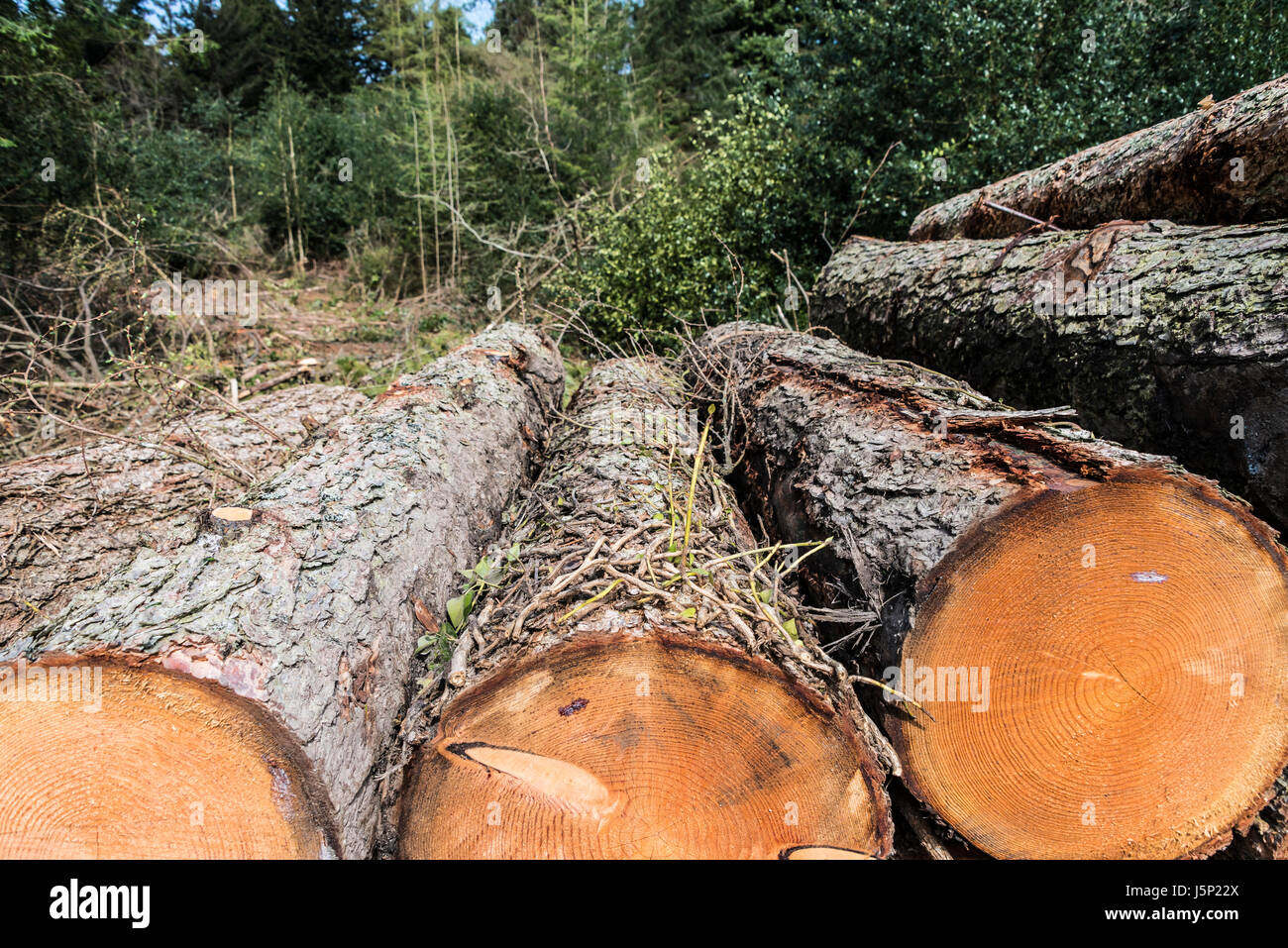 Logs stacked up after tree feeling in Longleat Forest, Wiltshire Stock ...