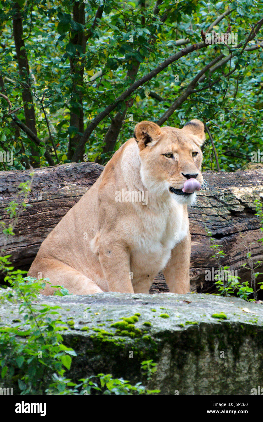 CLose up of a female lion in autumn Stock Photo - Alamy