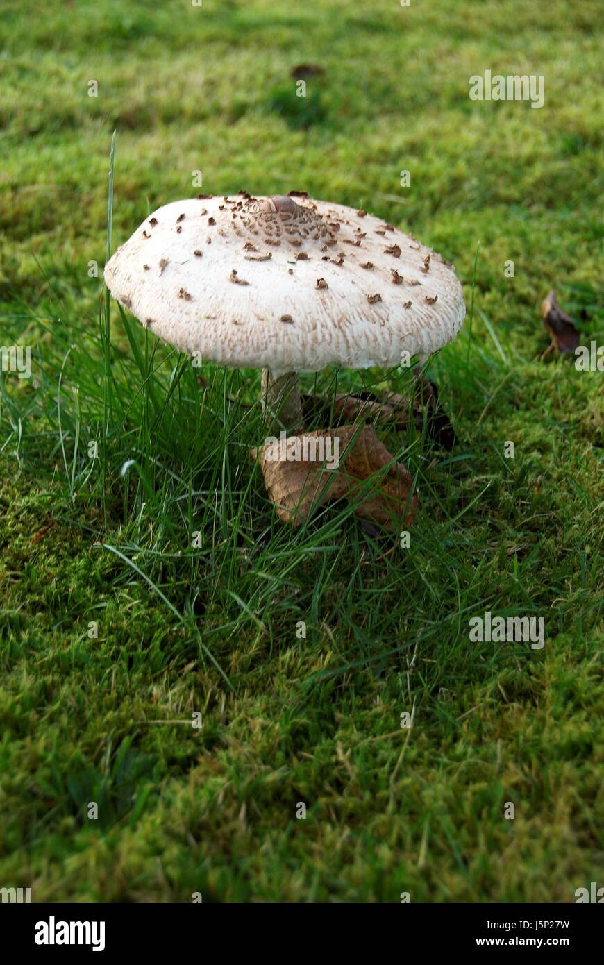 hat mushroom fungus stalk stem edible meadow collect lawn green ...