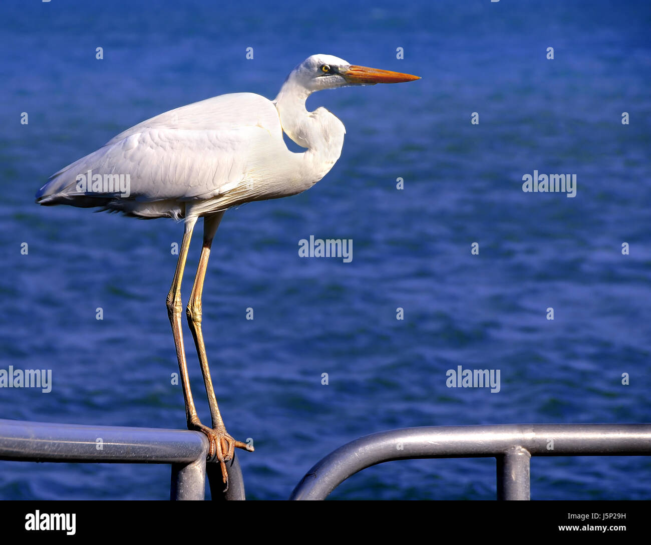 beautiful beauteously nice bird swamp birds wing angle fish hunt grace ...