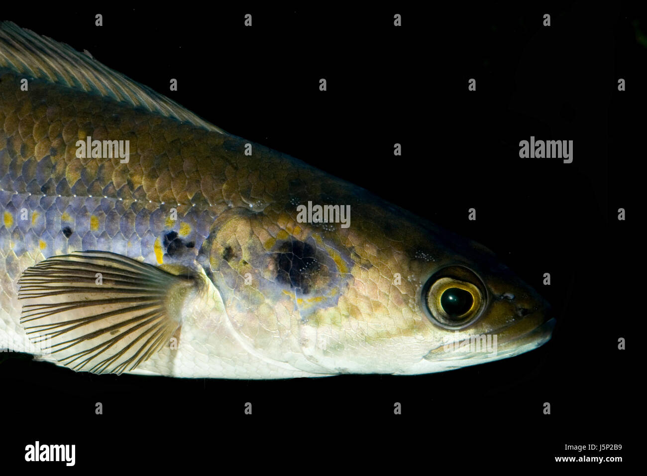 Schlangenkopffisch hi-res stock photography and images - Alamy