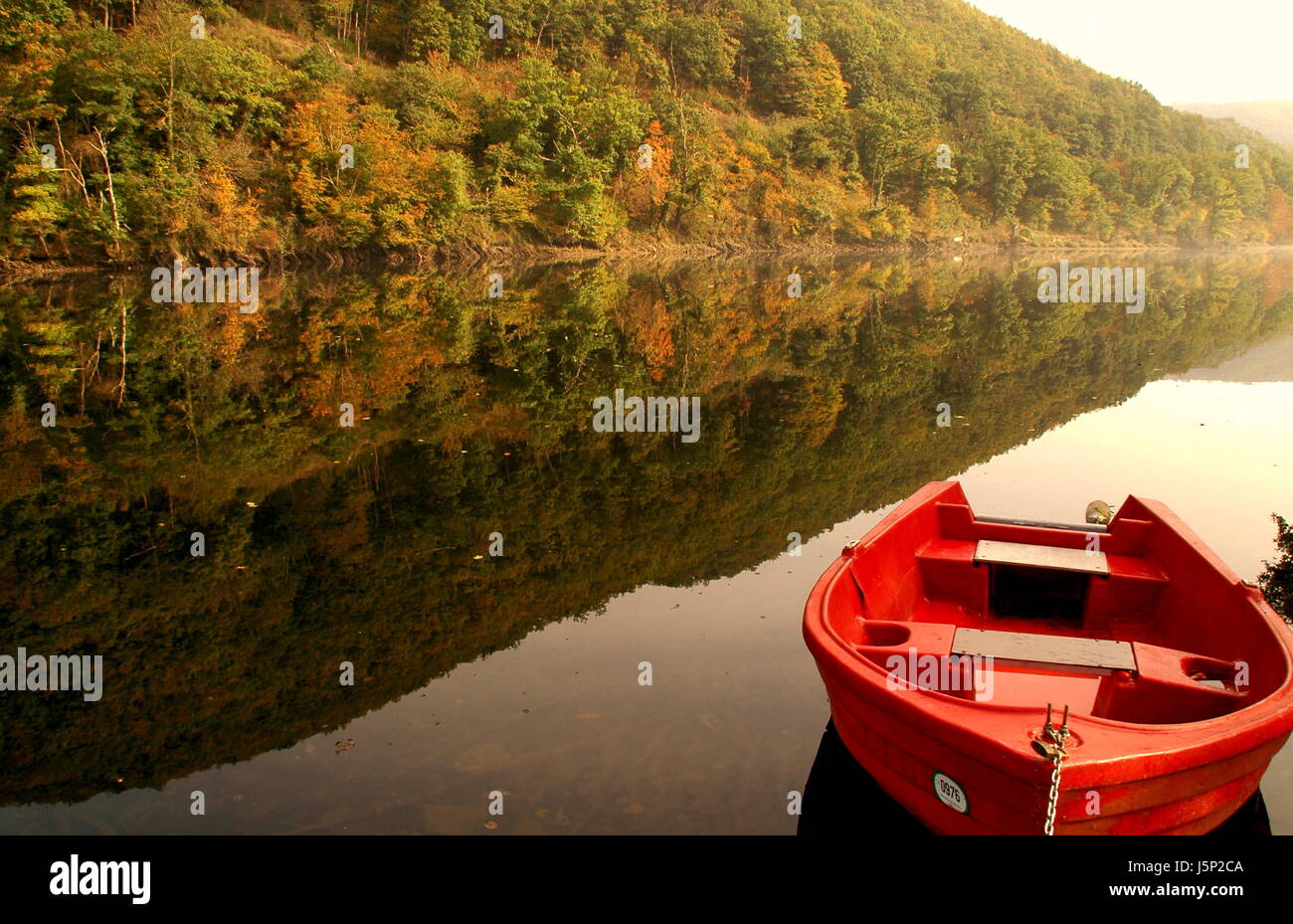 book deciduous trees chain autumnal mirroring deciduous forest ...