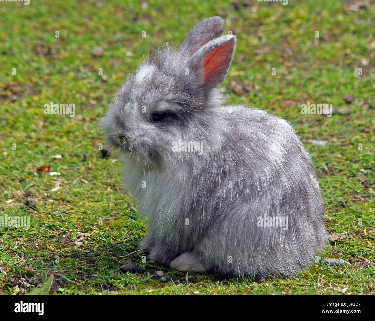 animal pet portrait eye organ ears skin hare put sitting sit meadow ...