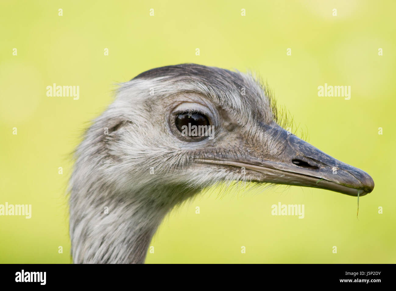 bird portrait horn birds eyes hairs lateral feathers beak funny beaks ...