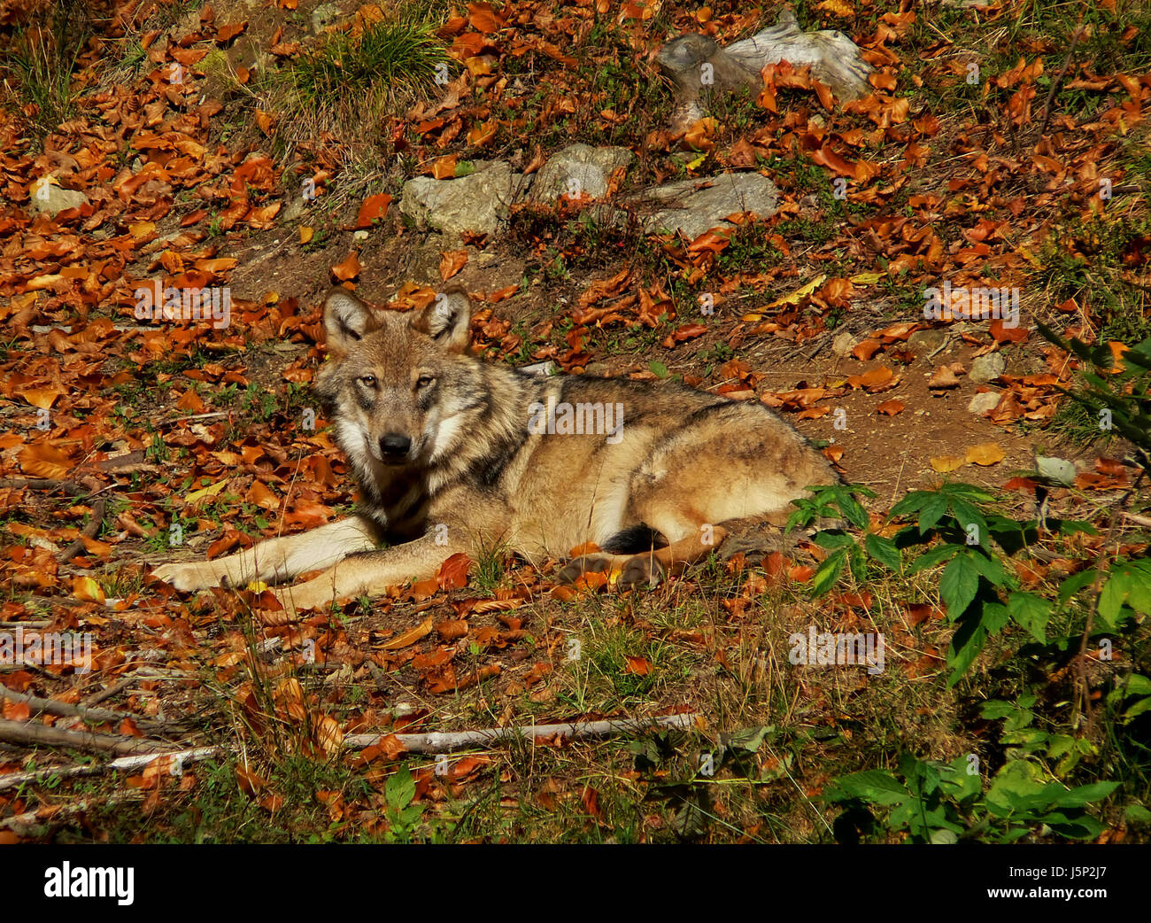 wolf eyes look glancing see view looking peeking looking at predator ...