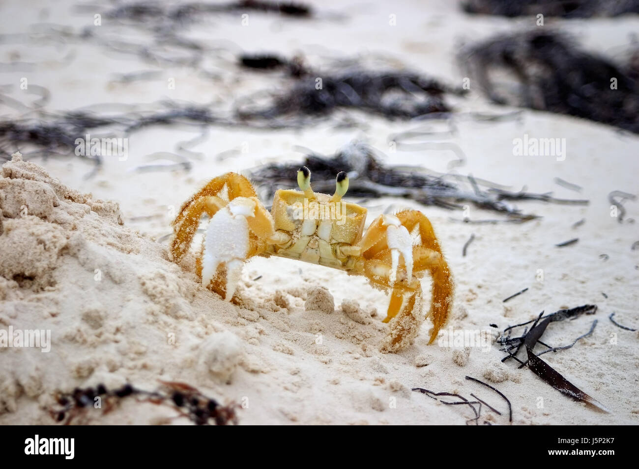 scrabble crawling beach seaside the beach seashore shrimp armour cancer ...