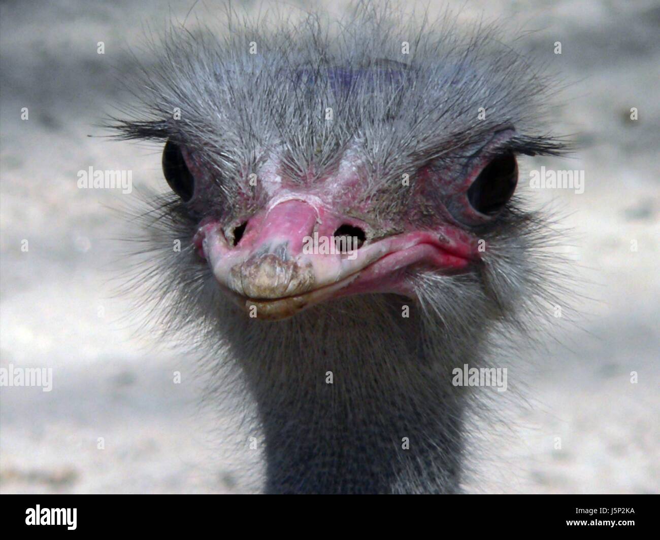 bird birds eyes look glancing see view looking peeking looking at beak ...