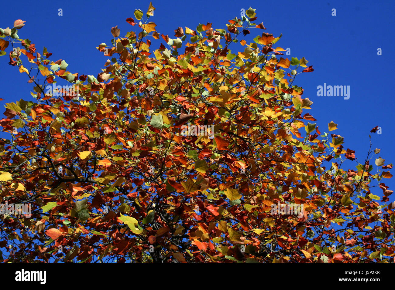 blue tree leaves coloured colourful gorgeous multifarious richly ...
