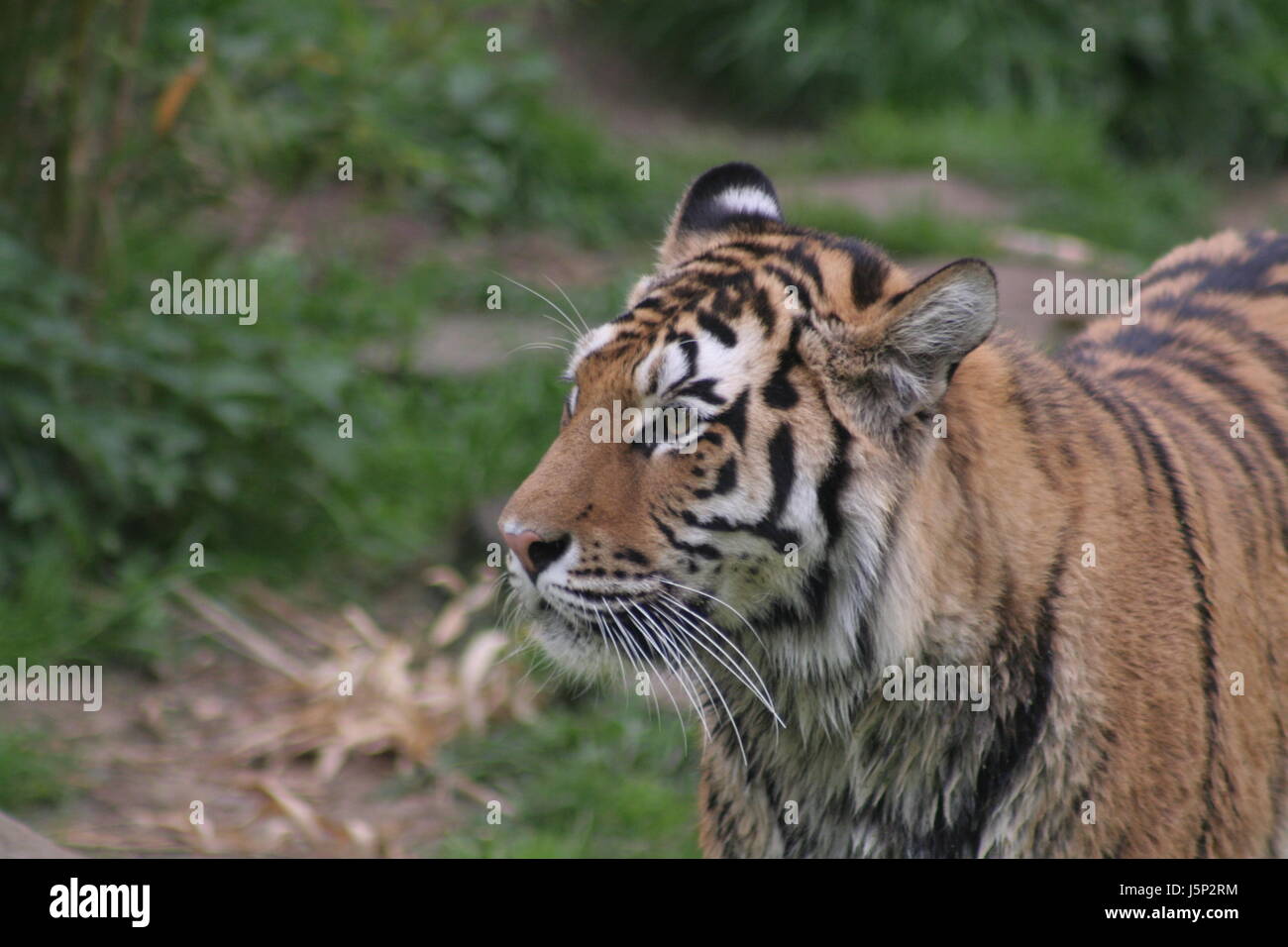 mammal big cat feline predator cat tiger siberia armurtiger oanthera ...