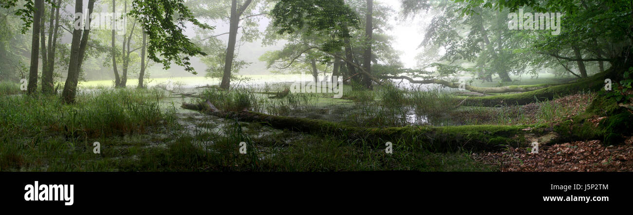 book tree green swamp hike go hiking ramble fog radio silence quietness ...