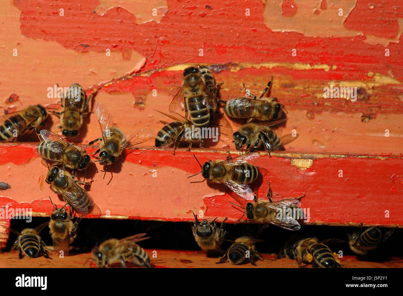 Beehive division hi-res stock photography and images - Alamy