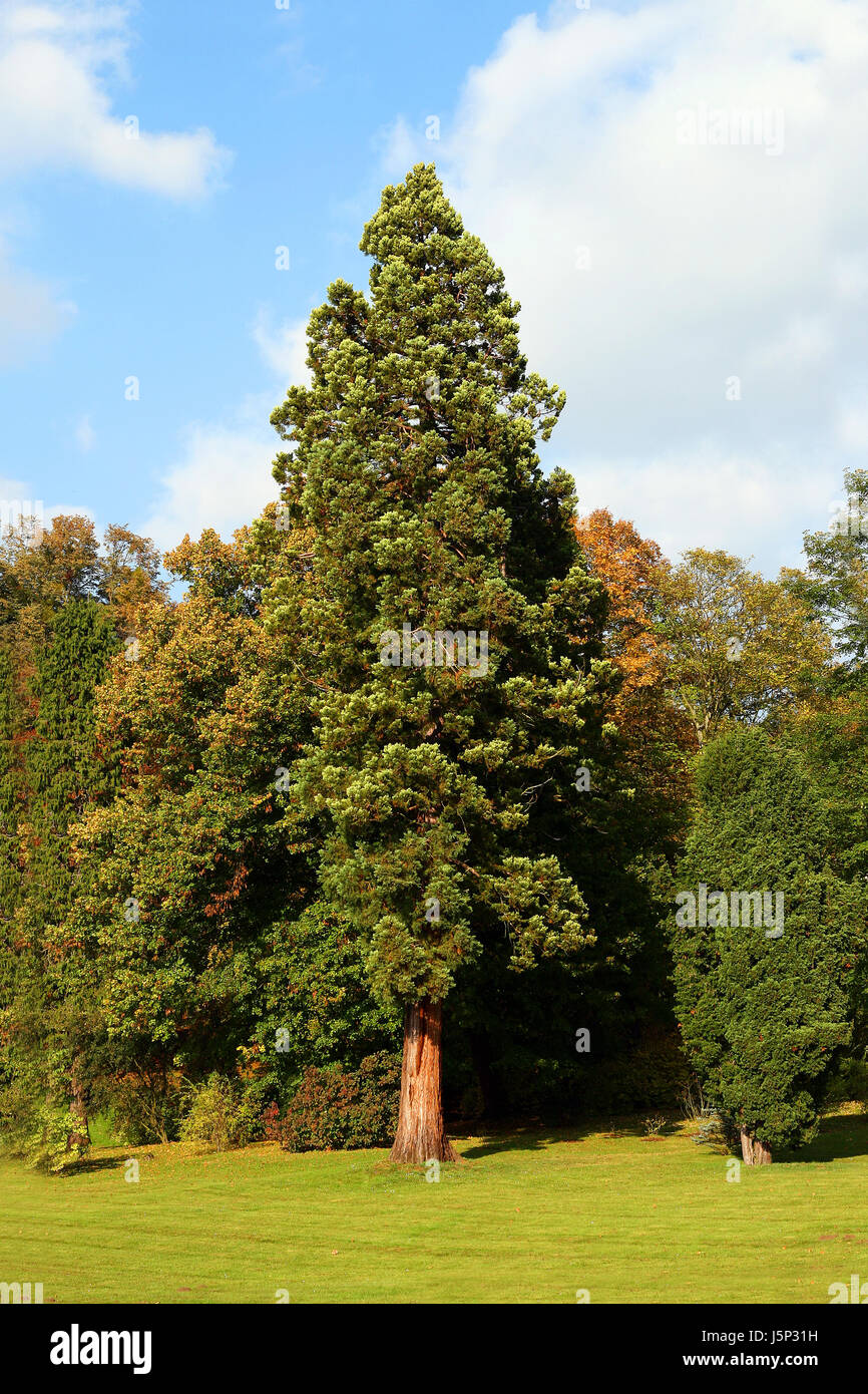 blue big large enormous extreme powerful imposing immense relevant tree ...