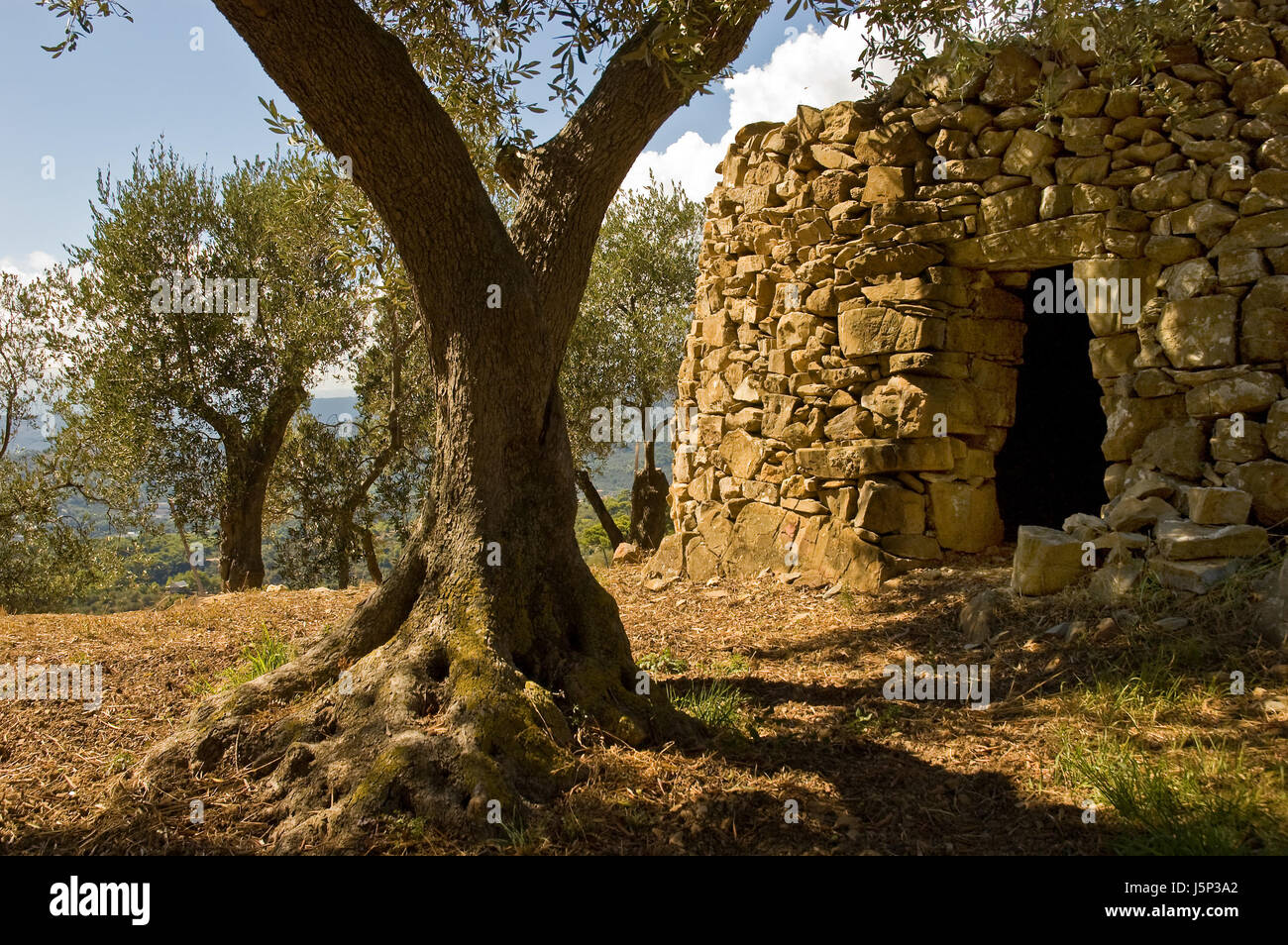 Olive grove terrace italy hi-res stock photography and images - Alamy