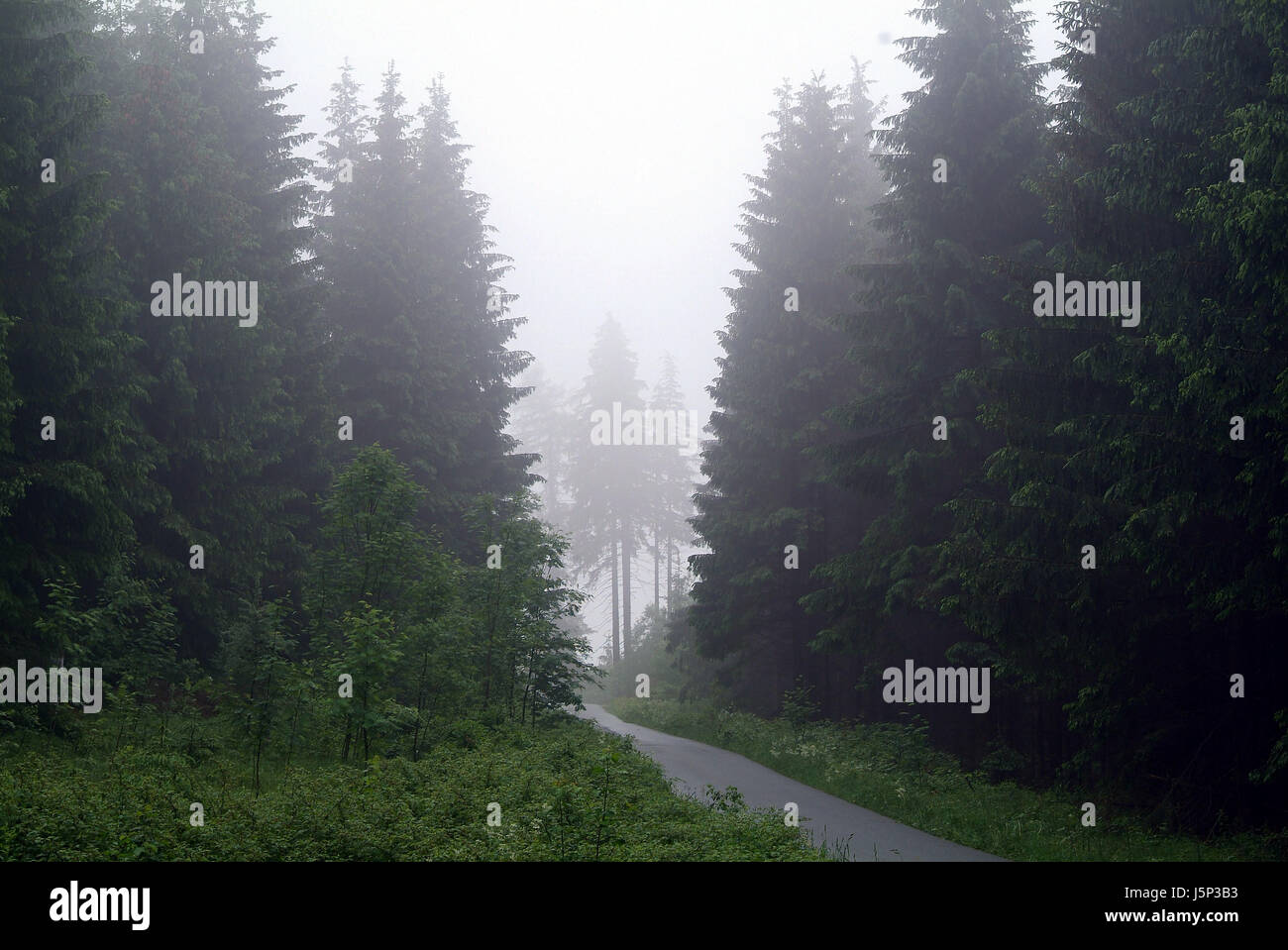 tree trees green wood fog haze firs conifer conifers path way scenery ...