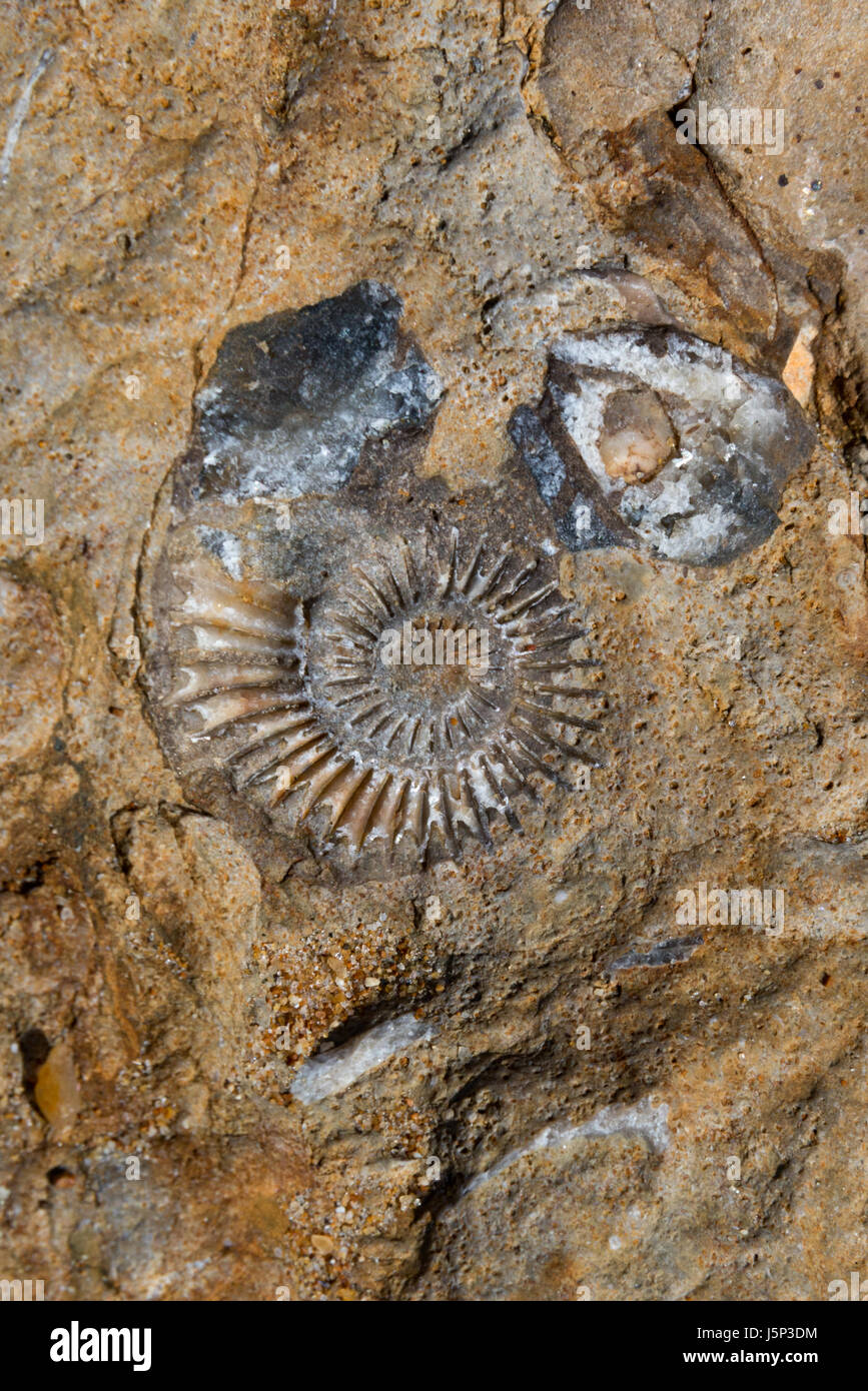 an assortment of fossils in giant rock boulders layiong on the beach ...